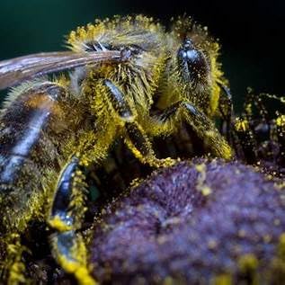 Bee Pollen Granules, 100% Raw, Superfood Packed with Proteins, Vitamins & Minerals. Source of Vitamin B, Amino Acids, & Antioxidants. Keto, Paleo Friendly, Gluten Free.
