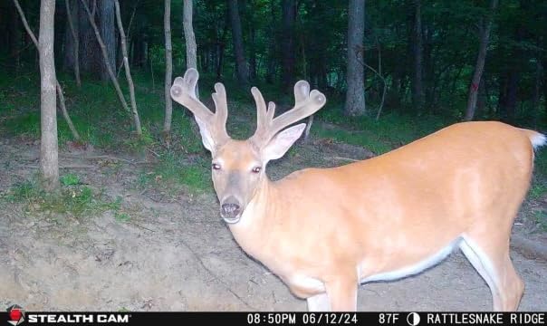 Stealth Cam Flashback 40MP 0.4 Sec Trigger Speed True Color Nighttime Photos White Xenon Flash App-Controlled Hunting Cellular Trail Camera, Available on Verizon & AT&T