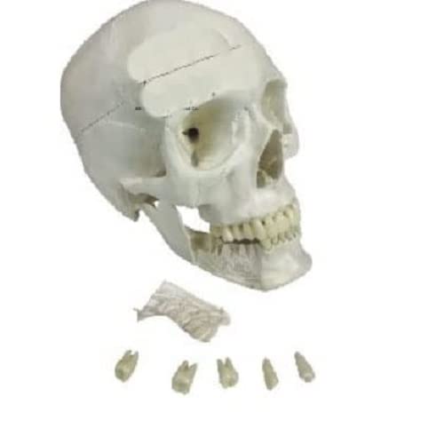 AjantaExports Skull with Removable Lower Teeth