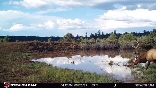 STEALTH CAM Fusion X-Pro Dual Sim 36 MP Photo & 720P HD Video 0.4 Sec Trigger Speed Wireless Hunting Trail Camera - Available on AT&T & Verizon