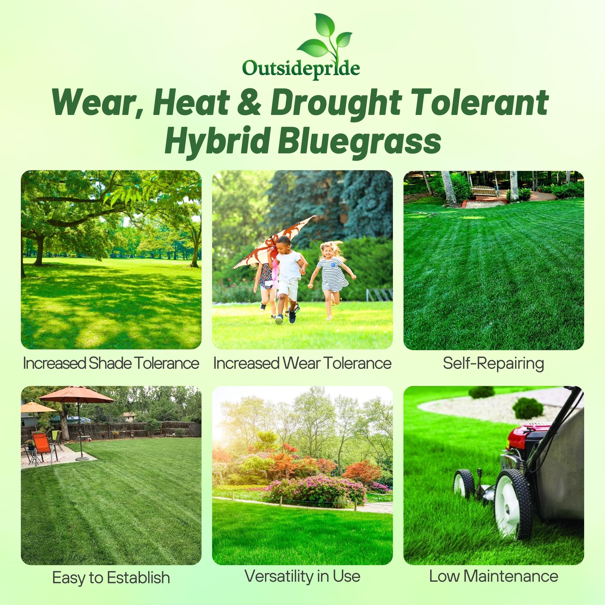Outsidepride SPF-30 Hybrid Bluegrass Seeds - 5 lbs. Heat & Drought Tolerant, Texas Bluegrass & Kentucky Bluegrass Seed Mix for Challenging Climates, OptiGrowth Coated for Better Establishment