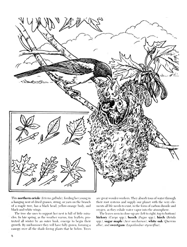 A Walk in the Woods (Dover Nature Coloring Book)