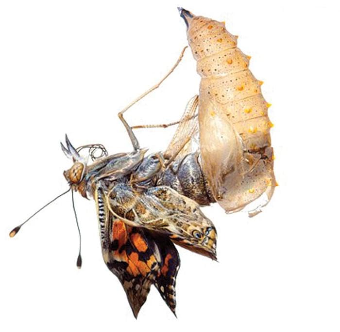 Insect Lore Butterfly Garden | 10 Live Baby Caterpillars | Habitat, STEM Journal, Chrys-A-Lids, Feeder | Raise and Release Painted Lady Butterflies