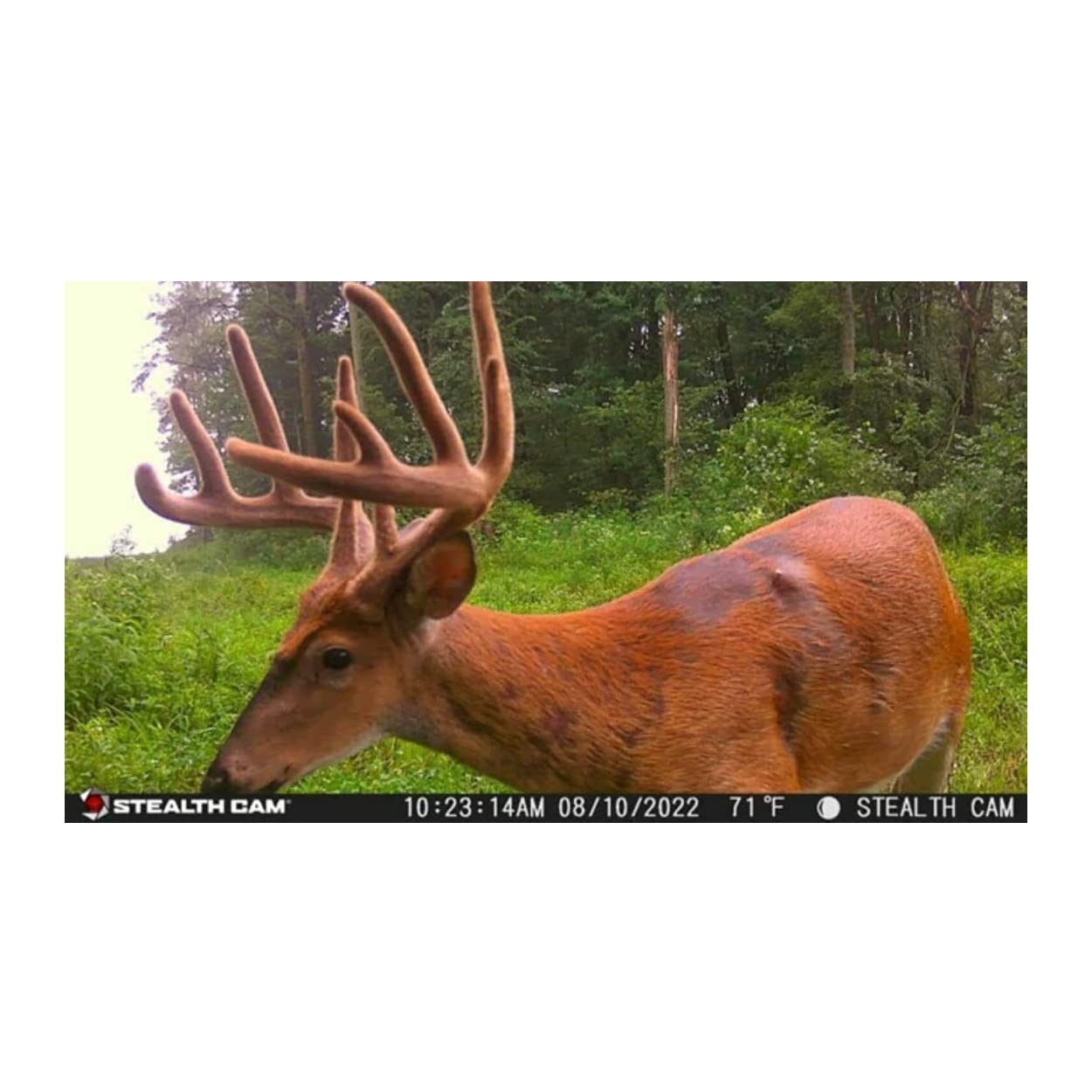 Stealth Cam outdoor Cam 1080p G42NG No Glo Trail and Wildlife Camera. Day or night proven reliability. Designed and Engineered in the USA