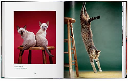 Cats: Photographs 1942 - 2018
