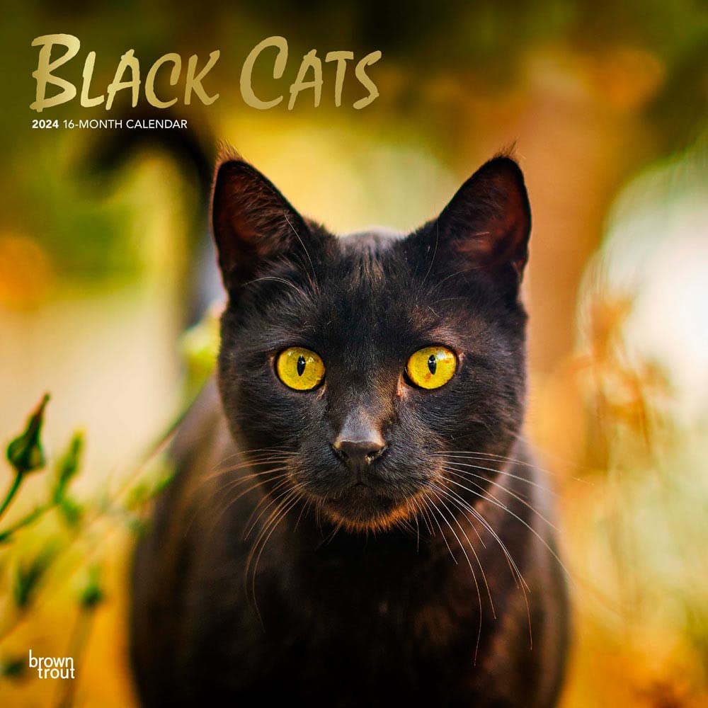 Black Cats | 2024 12 x 24 Inch Monthly Square Wall Calendar | Foil Stamped Cover | BrownTrout | Animals Kittens Feline