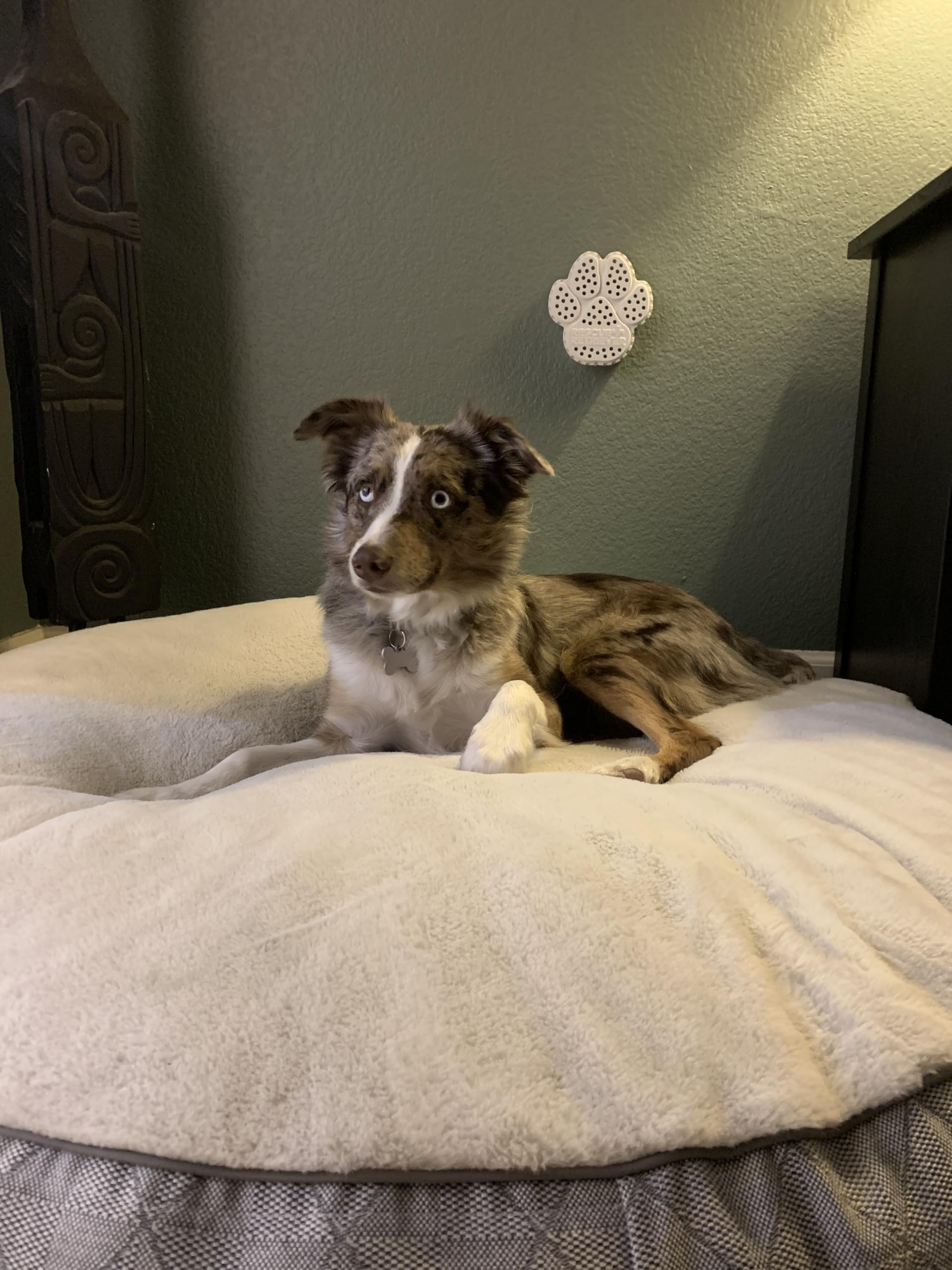 Rescue Retriever- Smoke Detector for pet Rescue in a Smoke or fire Emergency.
