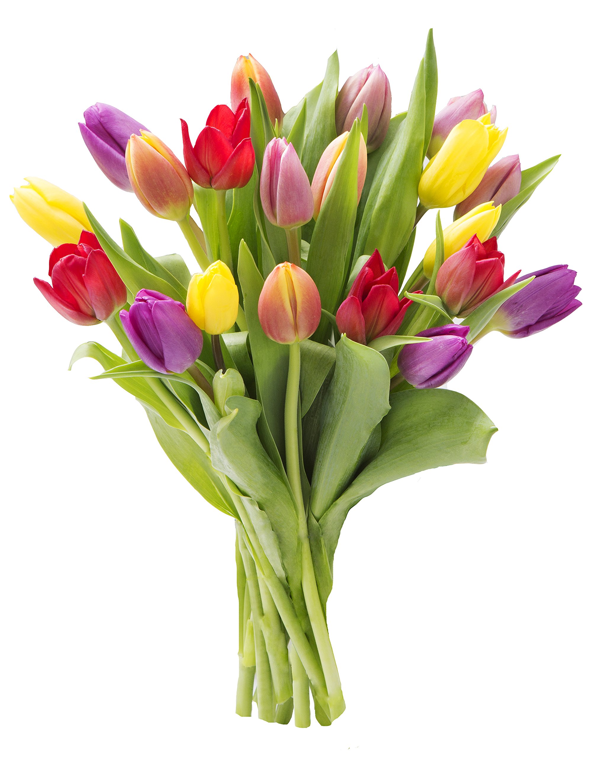 KaBloom Flowers - Easter Collection - 20 Assorted Tulips Without Vase - Gift for Birthday, Sympathy, Anniversary, Get Well, Thank You, Valentine, Mother’s Day Fresh Flowers