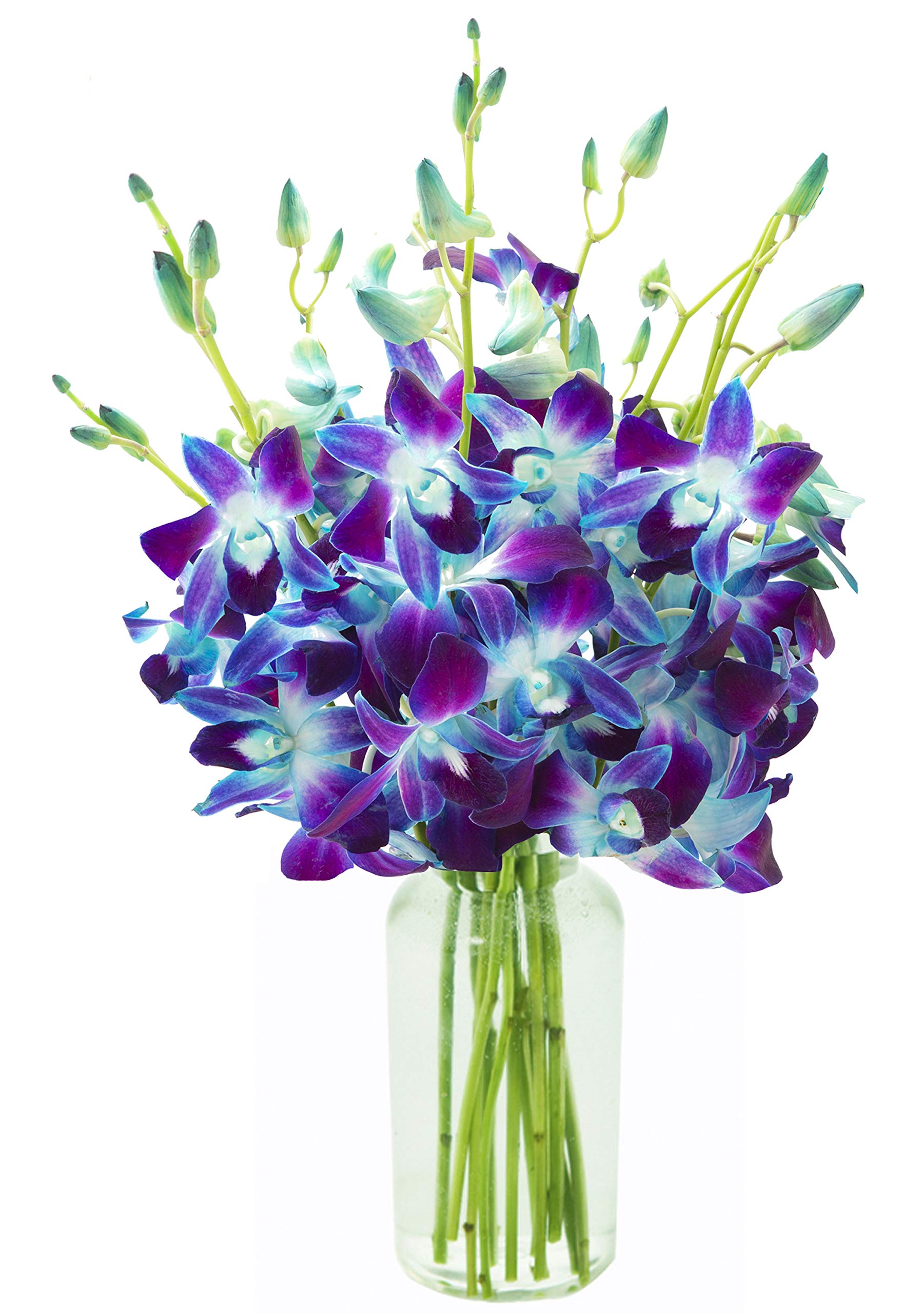 KaBloom Flowers - Easter Collection - Exotic Sapphire Orchid Bouquet of Blue Orchids from Thailand with Vase - Gift for Birthday,Thank You, Valentine, Mother’s Day Fresh Flowers