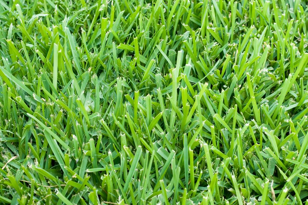 Bermudagrass Seeds for Planting - Great for Yard and Lawn Grass (8 Ounces)
