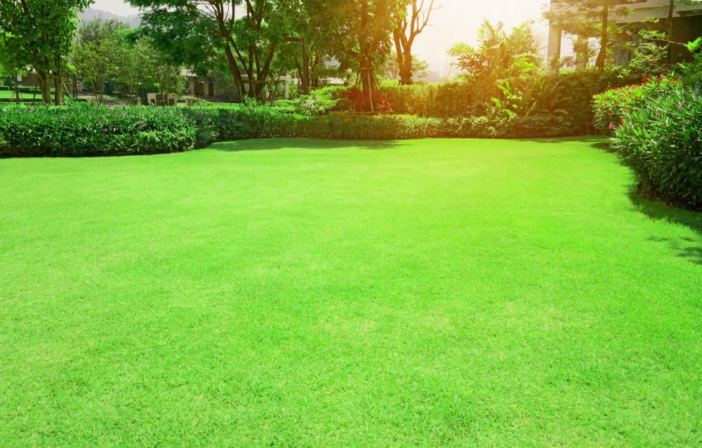 Bermudagrass Seeds for Planting - Great for Yard and Lawn Grass (8 Ounces)
