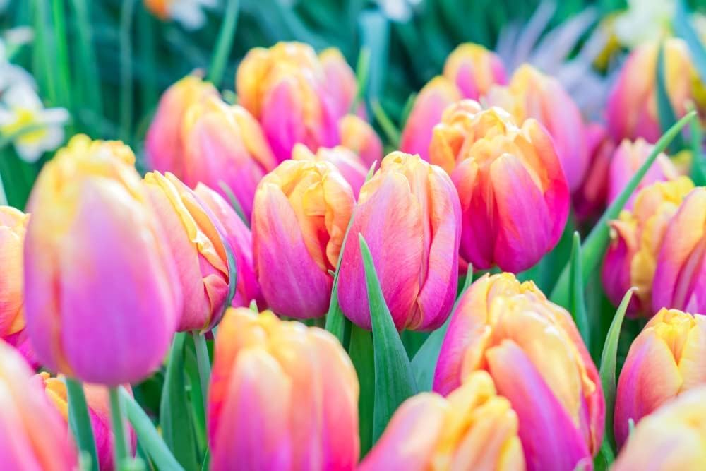 Giant Complete Spring Flower Garden | Bloom All Spring and Summer, Easy to Grow Flower Bulb, Indoor/Outdoor (50 Bulbs)