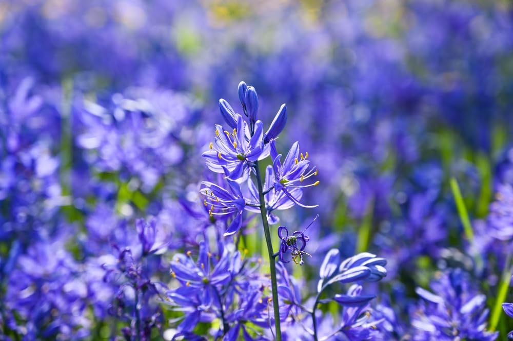 Giant Complete Spring Flower Garden | Bloom All Spring and Summer, Easy to Grow Flower Bulb, Indoor/Outdoor (50 Bulbs)