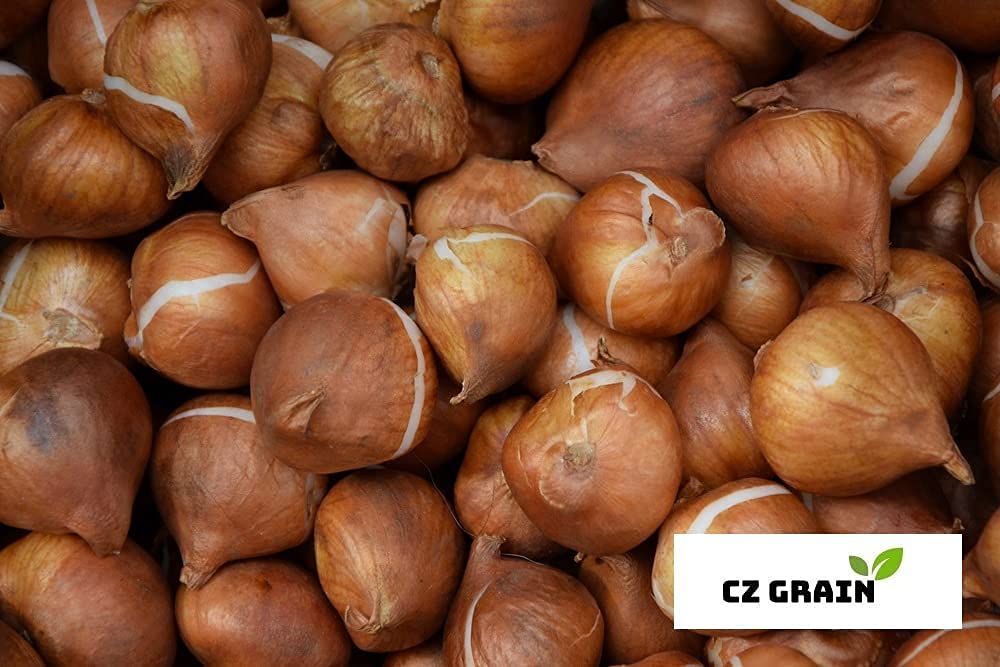 Giant Complete Spring Flower Garden | Bloom All Spring and Summer, Easy to Grow Flower Bulb, Indoor/Outdoor (50 Bulbs)