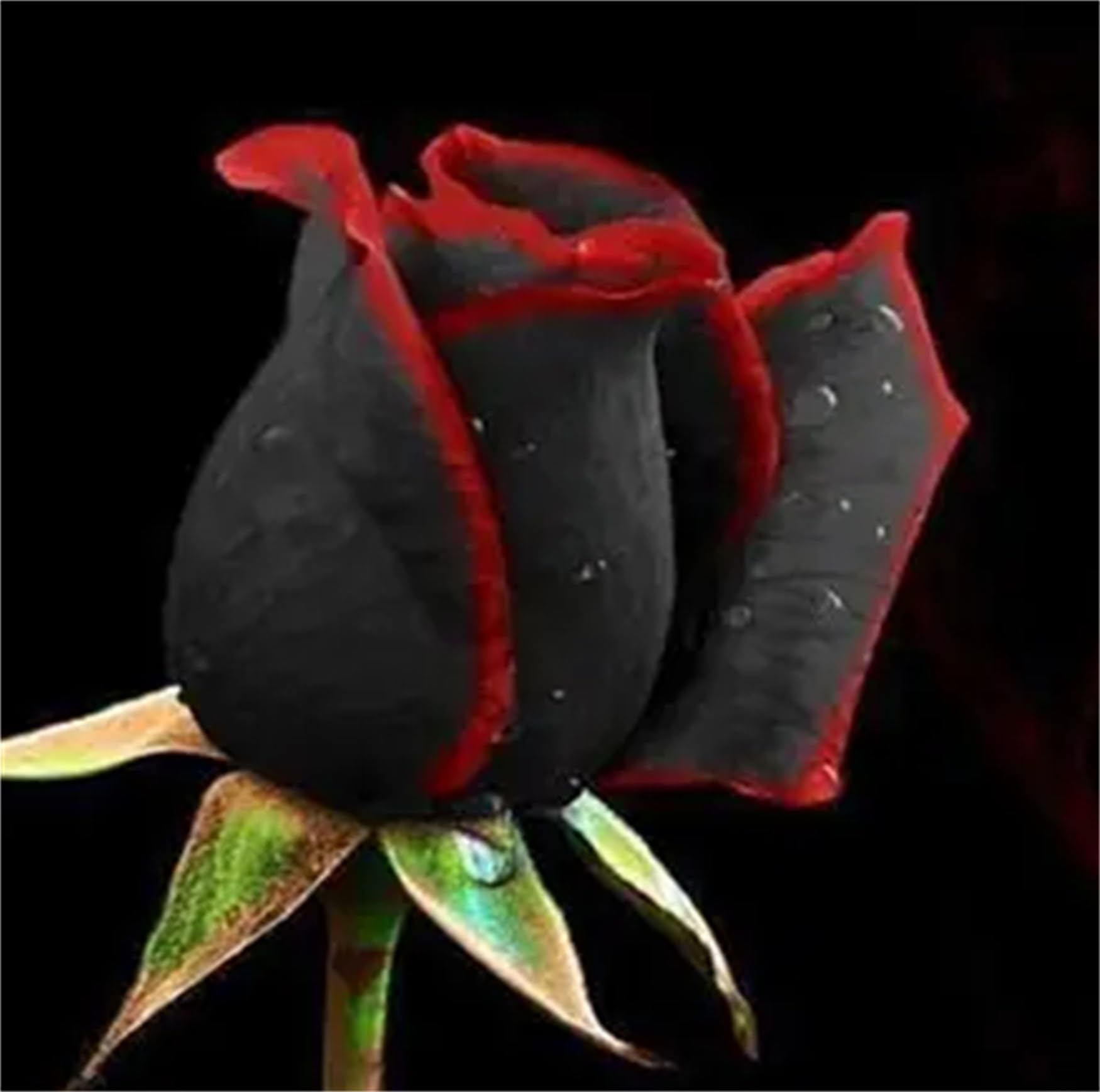 Garden Plant Seed Flower Seed 100Pcs Mixed Color Flowers Rose Seeds Multi Coloured Rose Flower Seeds Home Garden Plant