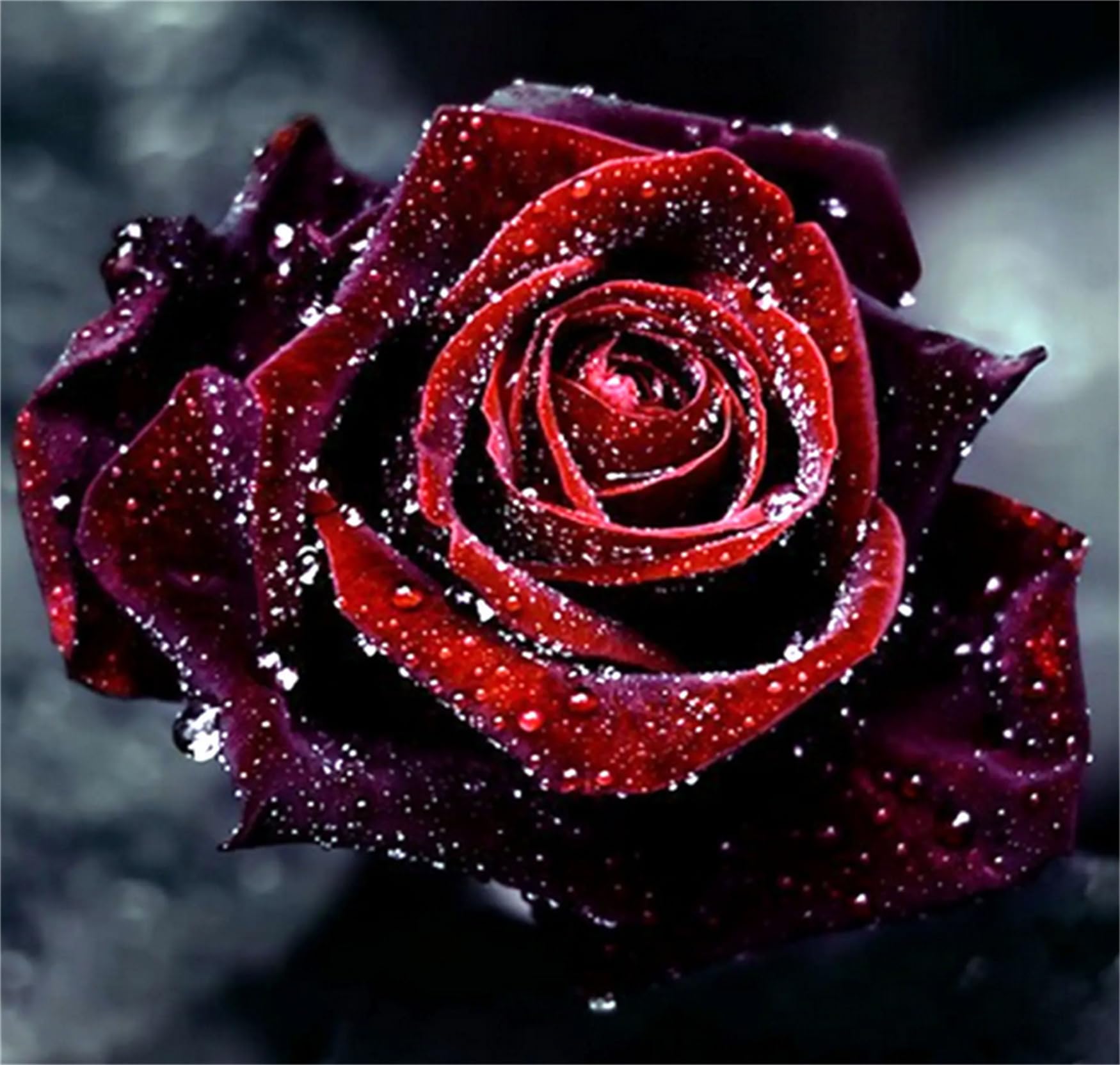 Garden Plant Seed Flower Seed 100Pcs Mixed Color Flowers Rose Seeds Multi Coloured Rose Flower Seeds Home Garden Plant