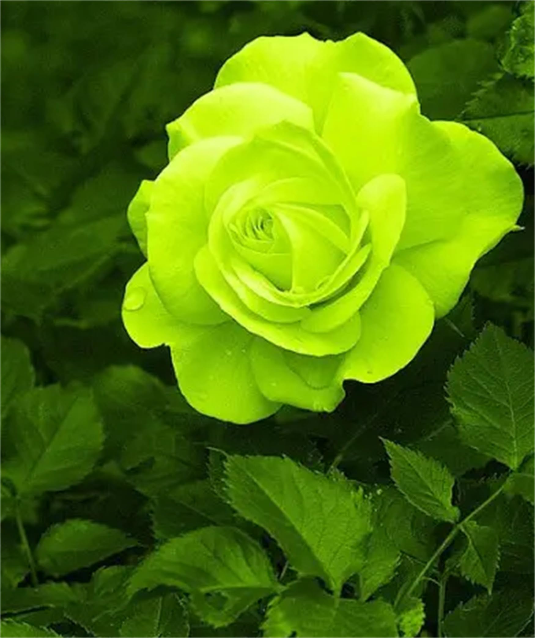 Garden Plant Seed Flower Seed 100Pcs Mixed Color Flowers Rose Seeds Multi Coloured Rose Flower Seeds Home Garden Plant