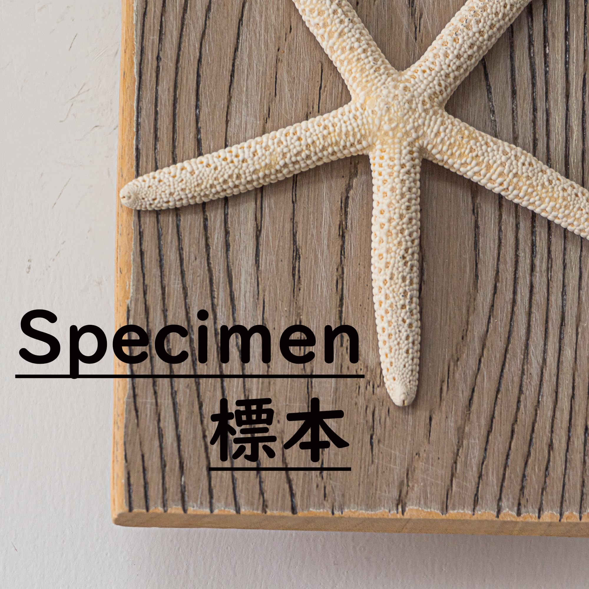 SKIVTGLAMP Raw Wood Wall Sconce Rechargeable Battery Operated LED PIP Motion IR Sensor Wall Lamp, No Drilling Cordless Hand Crafted Wall Mounted for Rustic Home Decor Backdrop Landscape Starfish