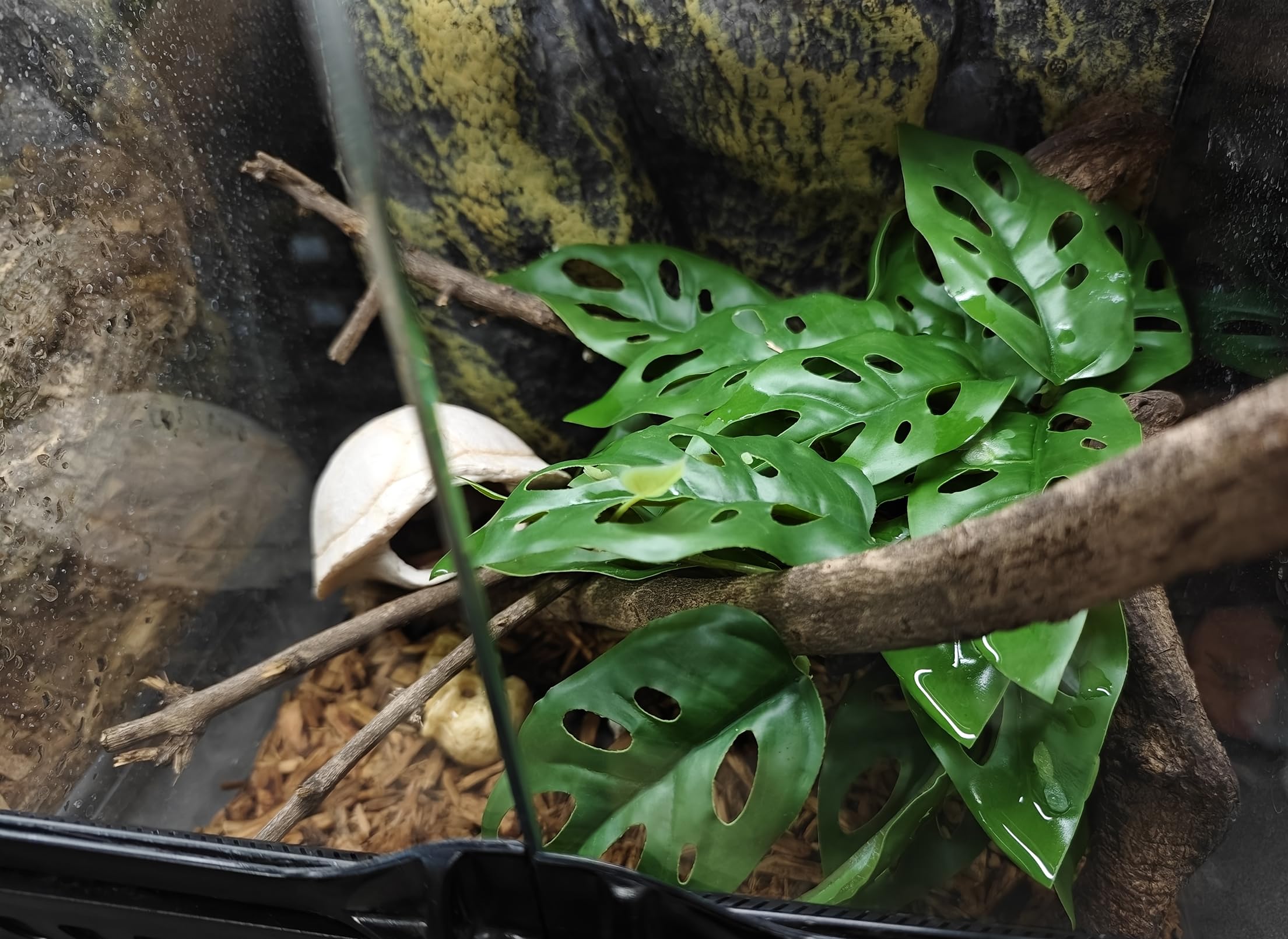 Woyrise Reptile Artificial Plants with Base, Terrarium Decor Amphibian Habitat Plant, Bearded Dragon Tank Accessories fit Gecko Lizard Chameleon Snake Frog - Monstera Adansonni