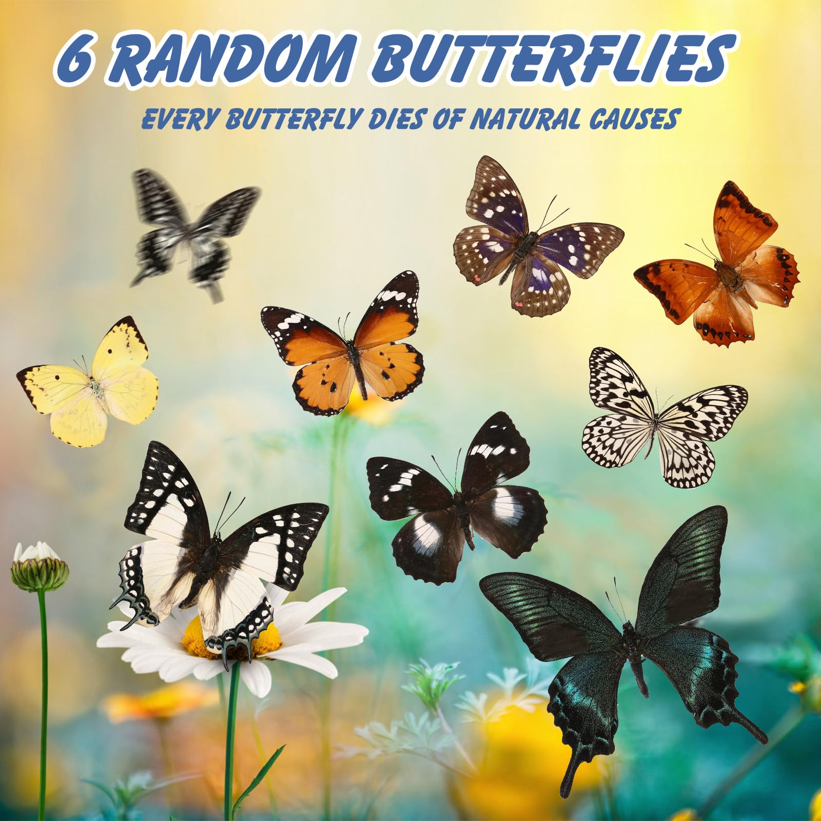WTUAWB 6 Pcs Real Butterfly Specimen - Taxidermy Butterfly DIY Creative Production, Taxidermy Animals for Framed Butterfly Shadow Box (Random)