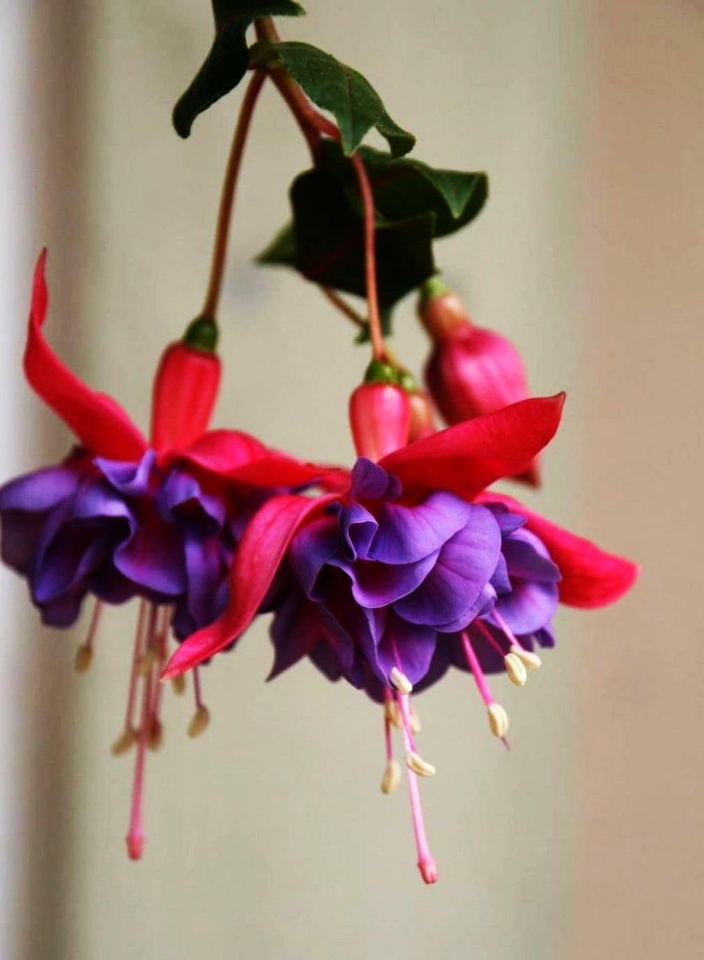 Purple Pink Fuchsia Flower Seeds Perennial Home Plant 100 Pcs Seeds