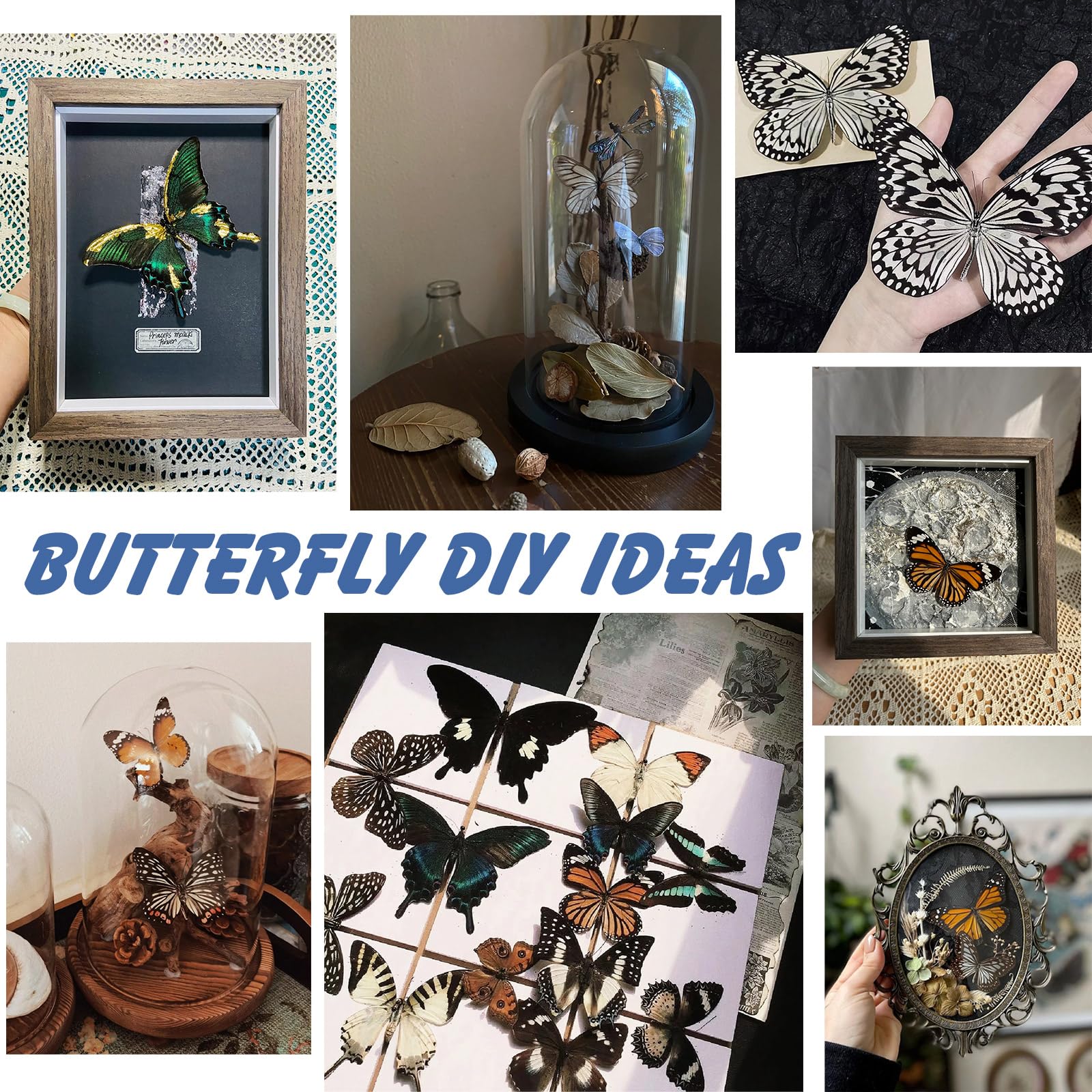 WTUAWB 6 Pcs Real Butterfly Specimen - Taxidermy Butterfly DIY Creative Production, Taxidermy Animals for Framed Butterfly Shadow Box (Random)