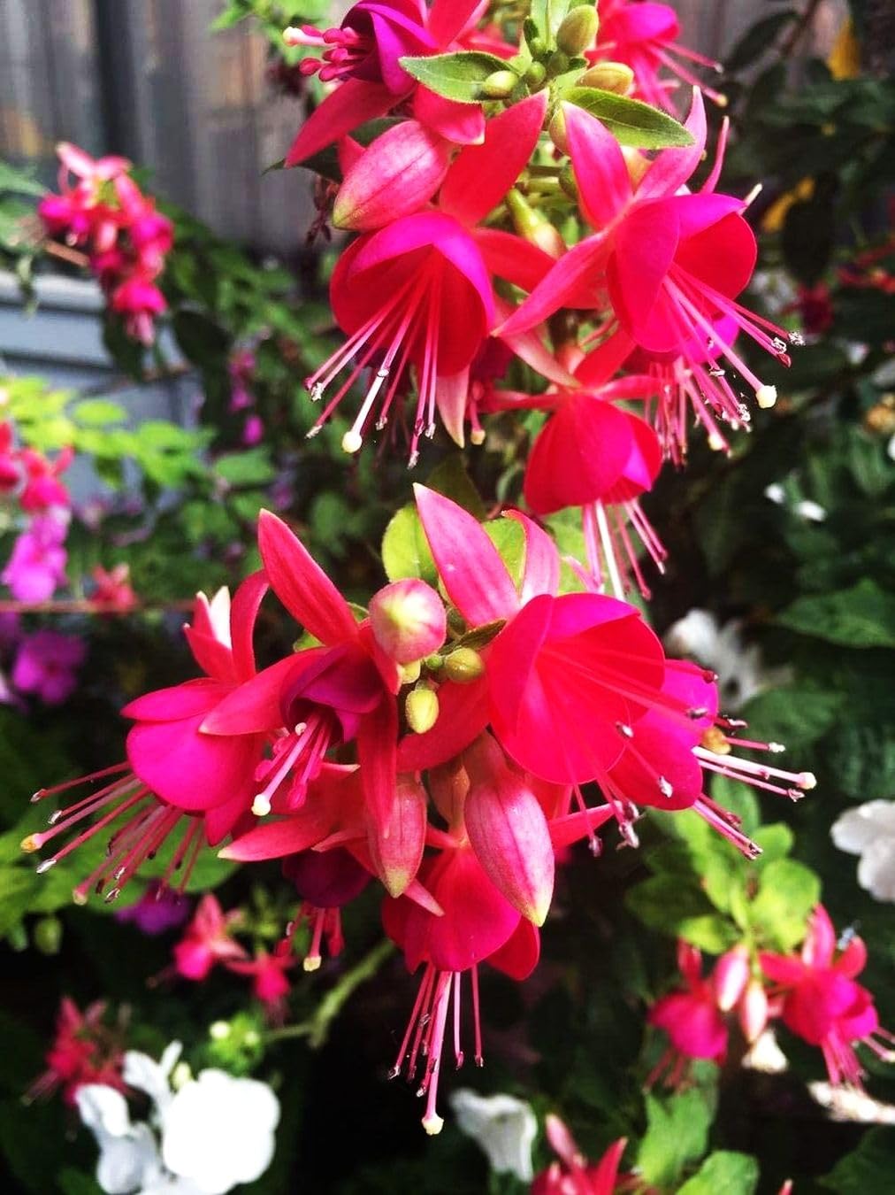 Purple Pink Fuchsia Flower Seeds Perennial Home Plant 100 Pcs Seeds