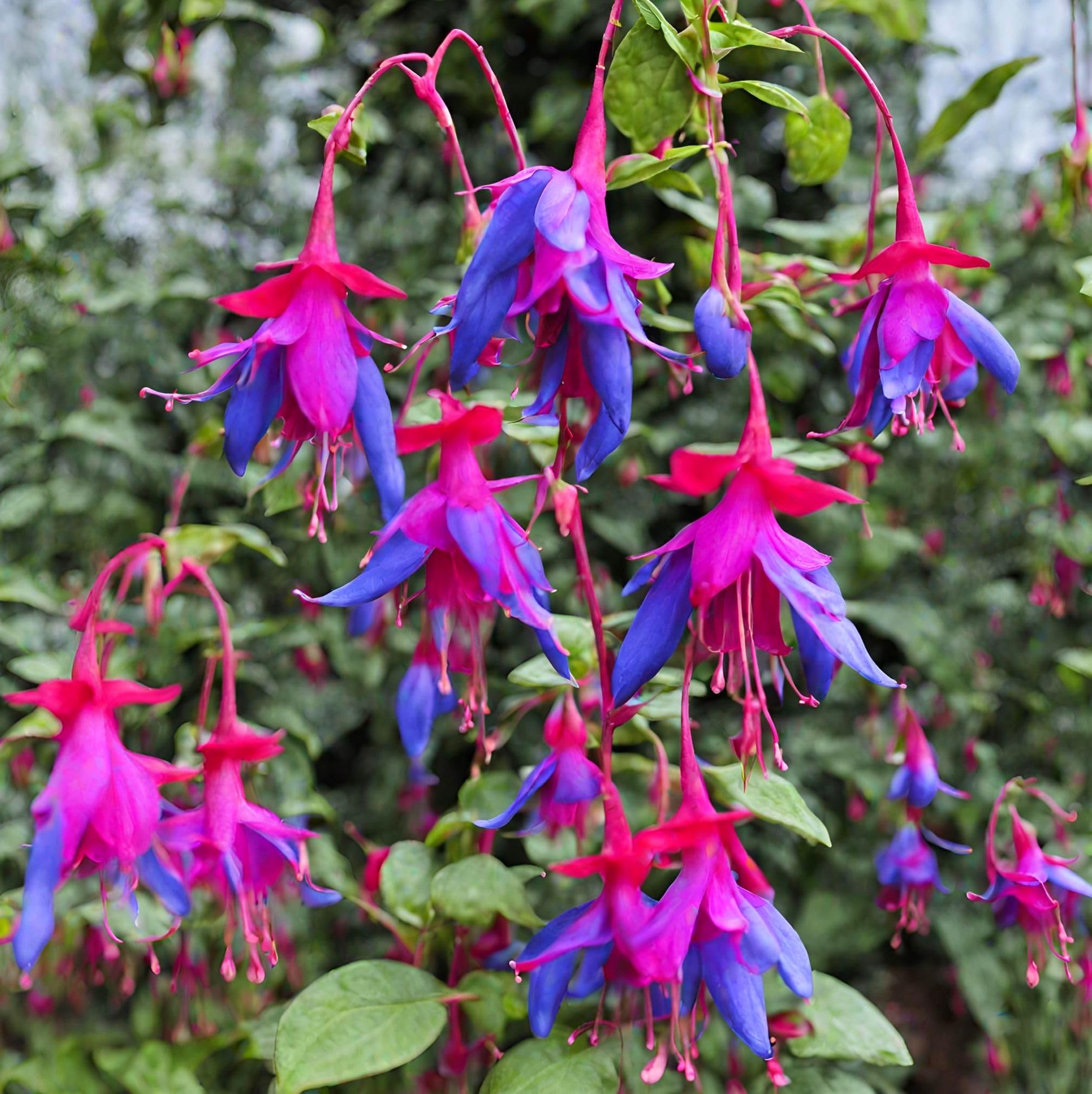 Purple Pink Fuchsia Flower Seeds Perennial Home Plant 100 Pcs Seeds