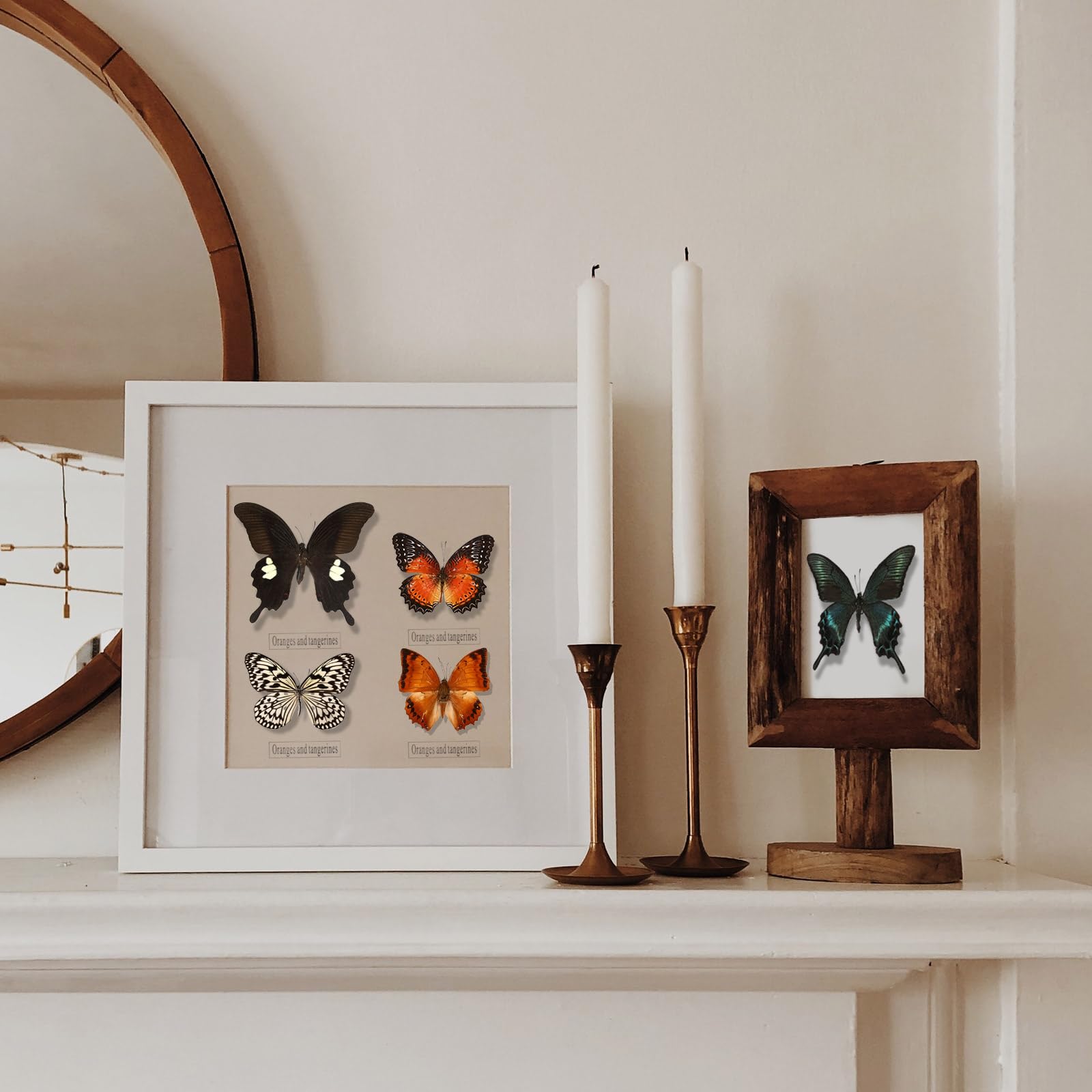 WTUAWB 6 Pcs Real Butterfly Specimen - Taxidermy Butterfly DIY Creative Production, Taxidermy Animals for Framed Butterfly Shadow Box (Random)