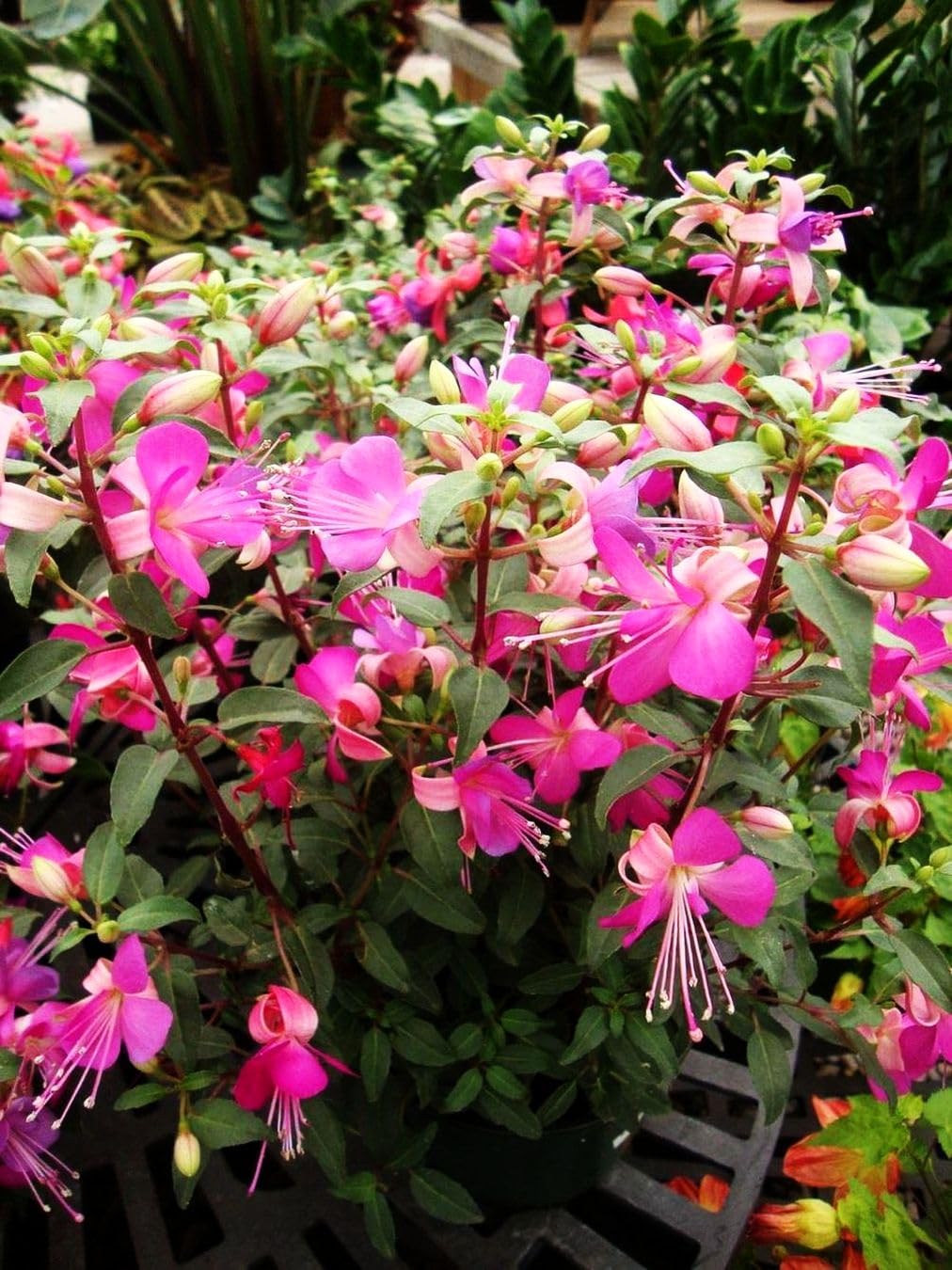 Purple Pink Fuchsia Flower Seeds Perennial Home Plant 100 Pcs Seeds
