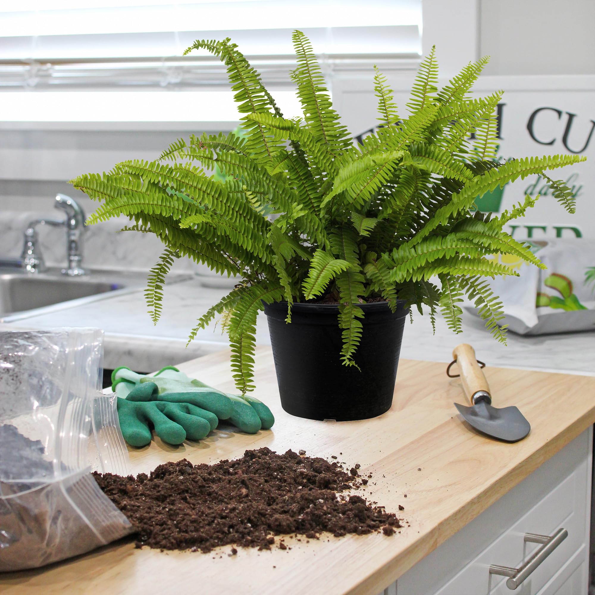 Fern Plant Potting Soil Mix (2 Quarts), Custom Hand Blended Mixture for Indoor/Outdoor Container Gardening