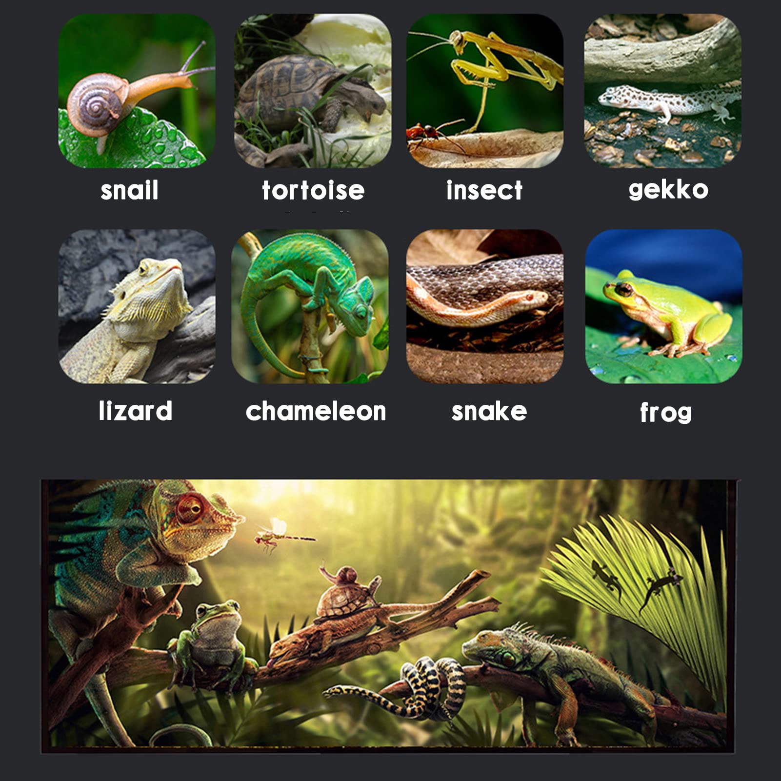 TREELF Micro Habitat Terrarium Kit (4pc Set) - Acrylic Reptile & Spider Enclosure (4.7 * 4.7 * 8 Inches)
