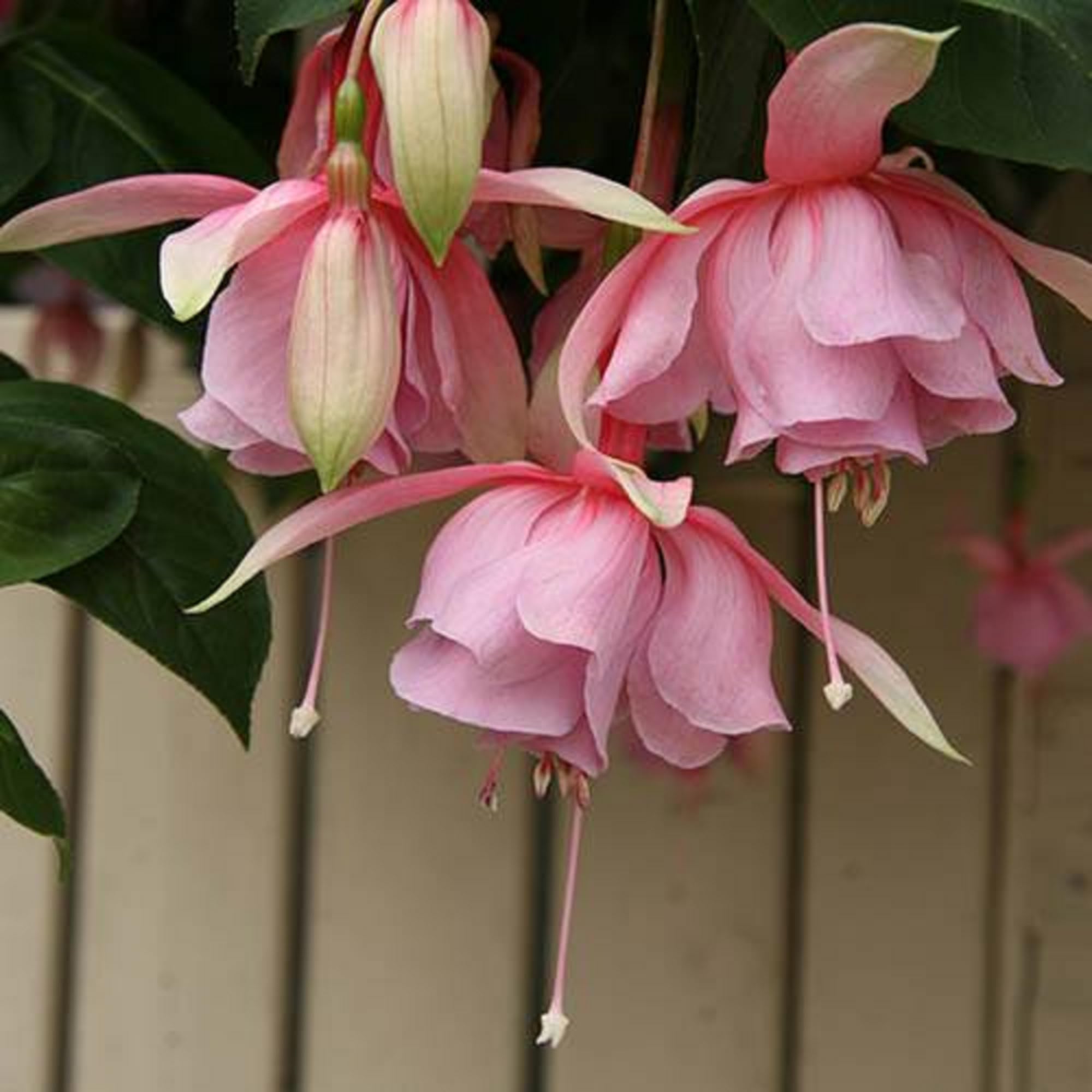 CHUXAY GARDEN Pink Double Petals Fuchsia Seed 100 Seeds Stunning Flowering Plant Striking Landscaping Plant Native Wildflower