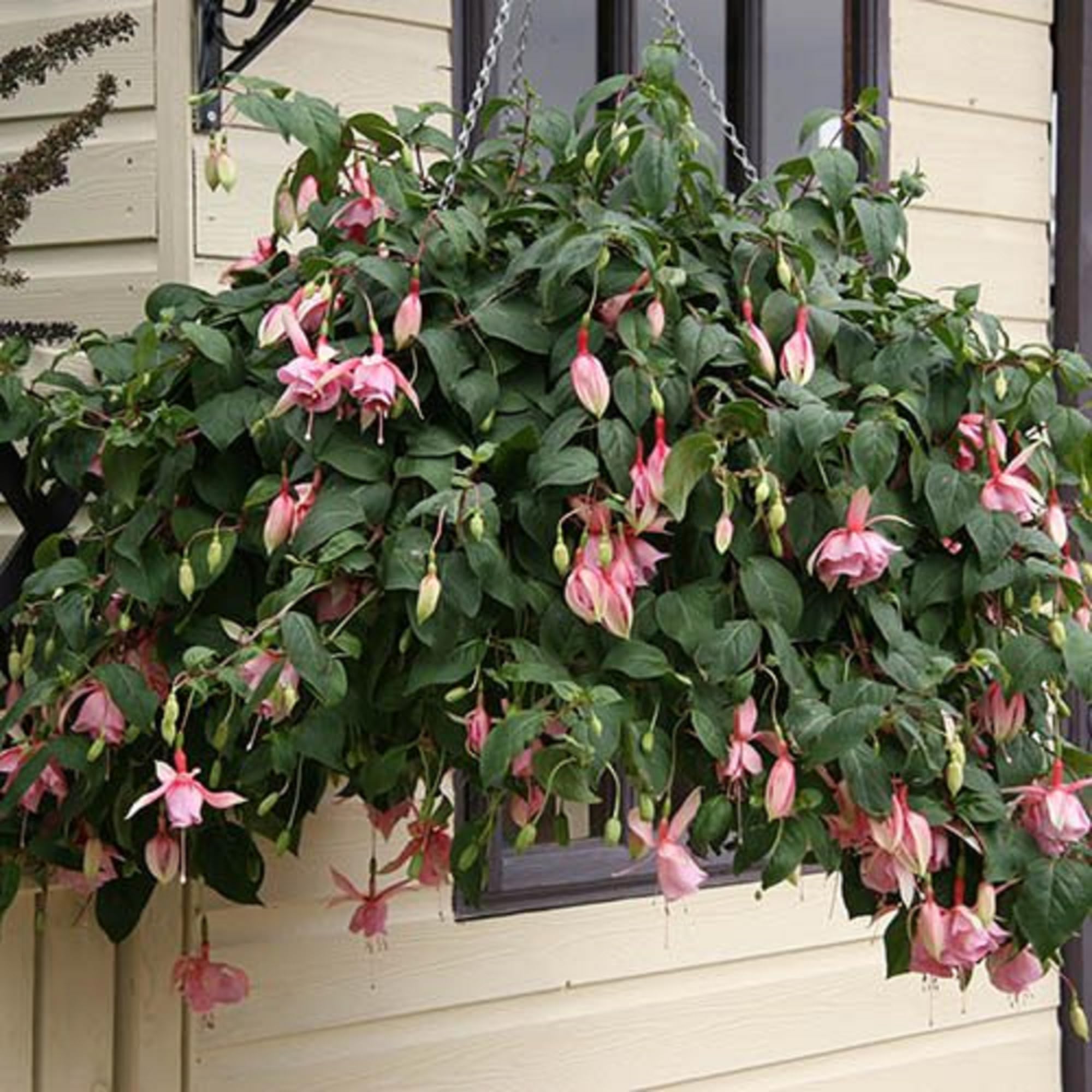 CHUXAY GARDEN Pink Double Petals Fuchsia Seed 100 Seeds Stunning Flowering Plant Striking Landscaping Plant Native Wildflower