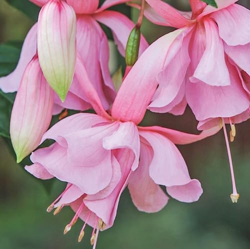 CHUXAY GARDEN Pink Double Petals Fuchsia Seed 100 Seeds Stunning Flowering Plant Striking Landscaping Plant Native Wildflower