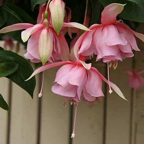 CHUXAY GARDEN Pink Double Petals Fuchsia Seed 100 Seeds Stunning Flowering Plant Striking Landscaping Plant Native Wildflower