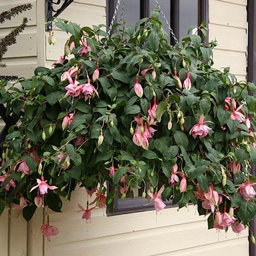 CHUXAY GARDEN Pink Double Petals Fuchsia Seed 100 Seeds Stunning Flowering Plant Striking Landscaping Plant Native Wildflower