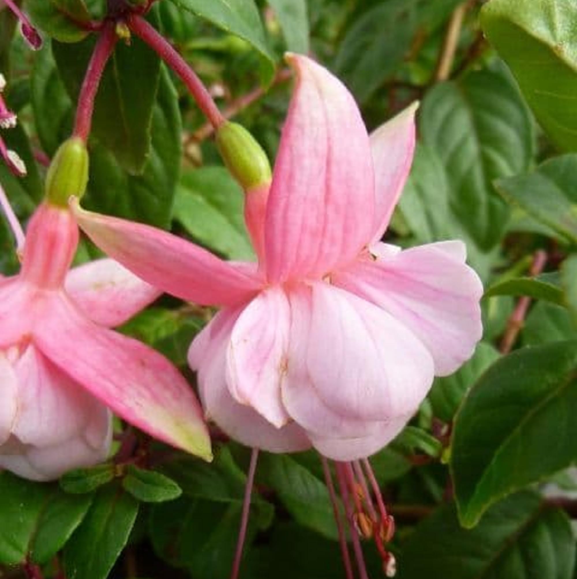 CHUXAY GARDEN Pink Double Petals Fuchsia Seed 100 Seeds Stunning Flowering Plant Striking Landscaping Plant Native Wildflower
