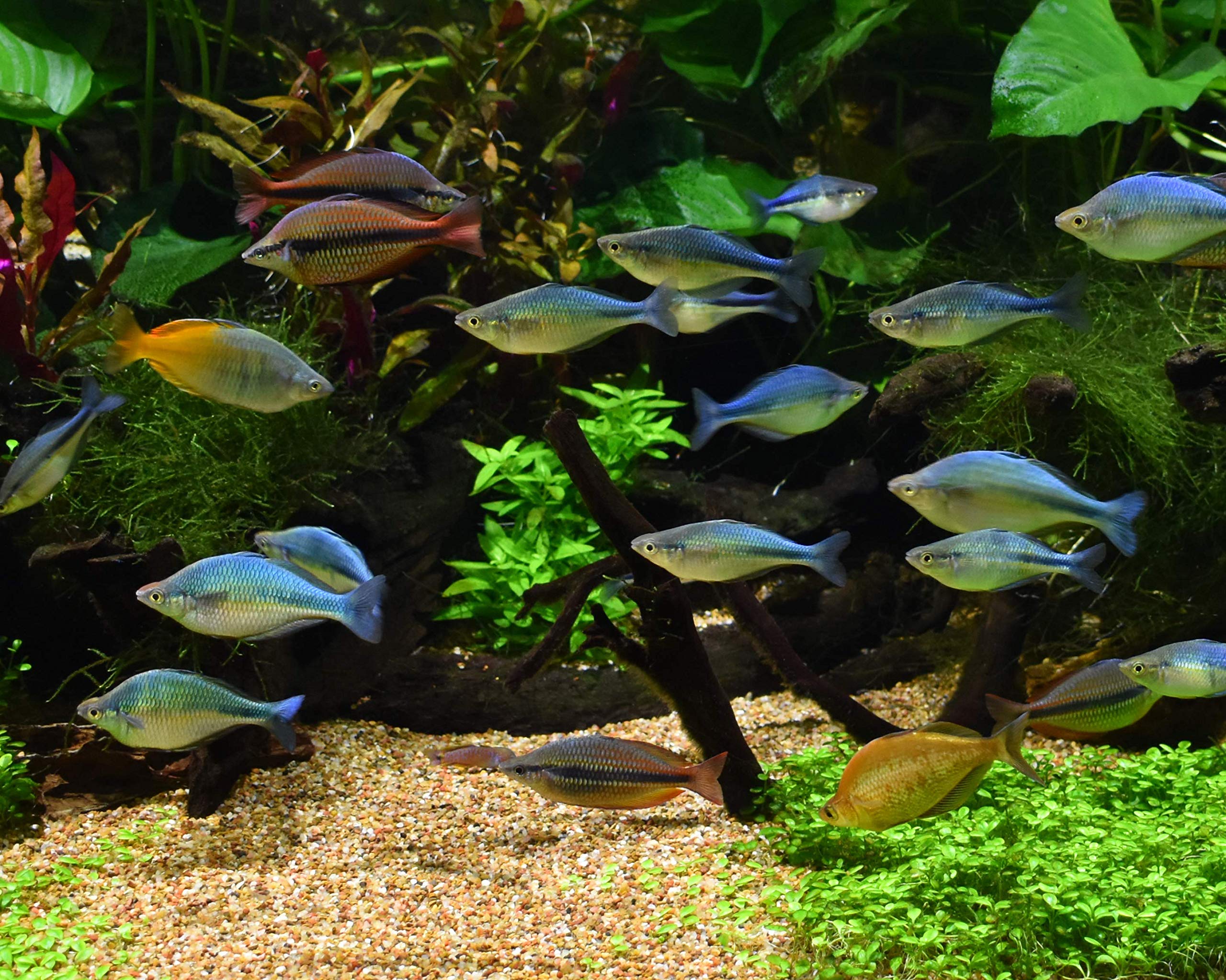 Seachem Prime Fresh and Saltwater Conditioner + Seachem Pristine Natural Waste Management