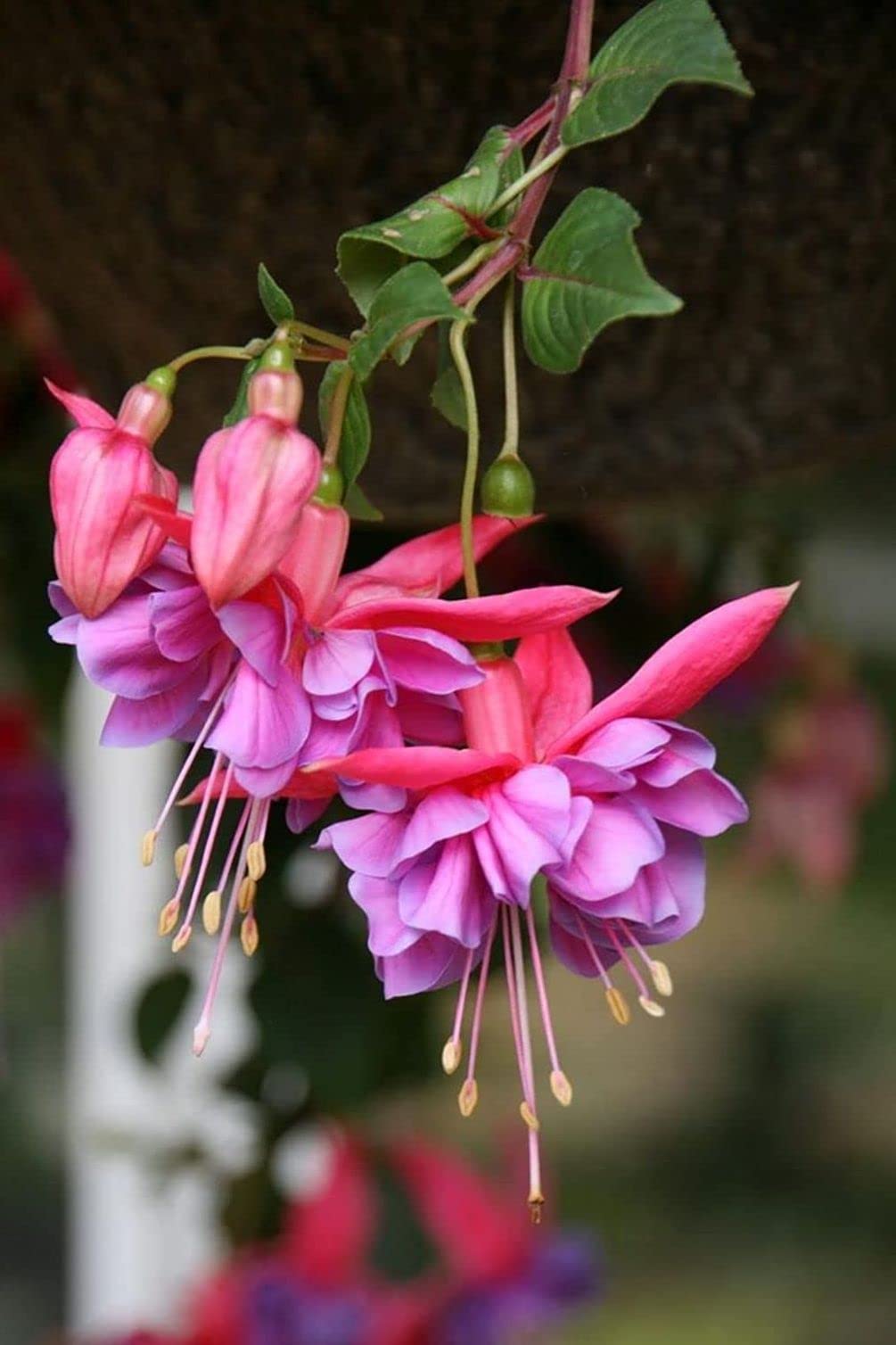 Purple Pink Fuchsia Flower Seeds Perennial Home Plant - 100 Pcs