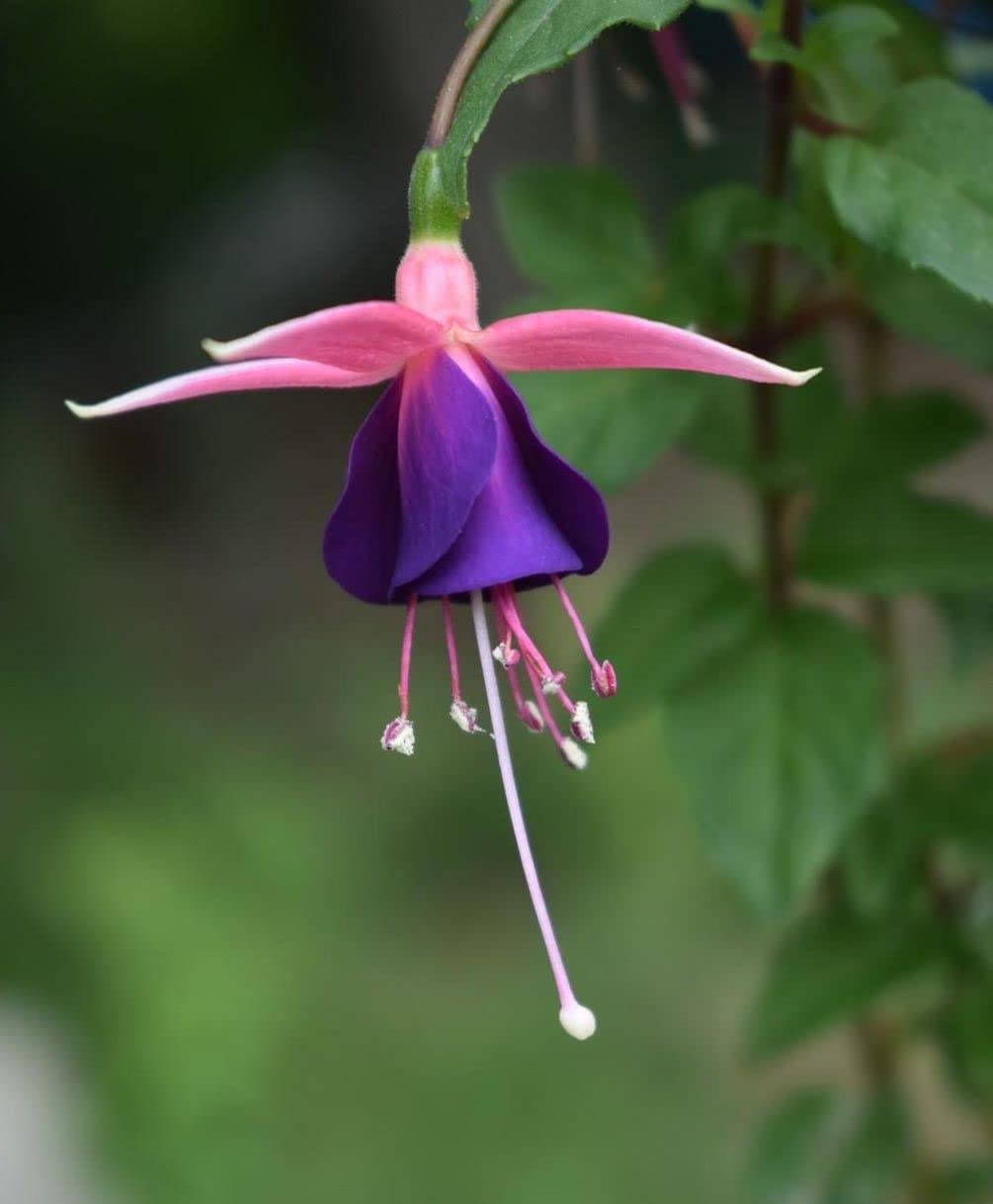 Purple Pink Fuchsia Flower Seeds Perennial Home Plant - 100 Pcs