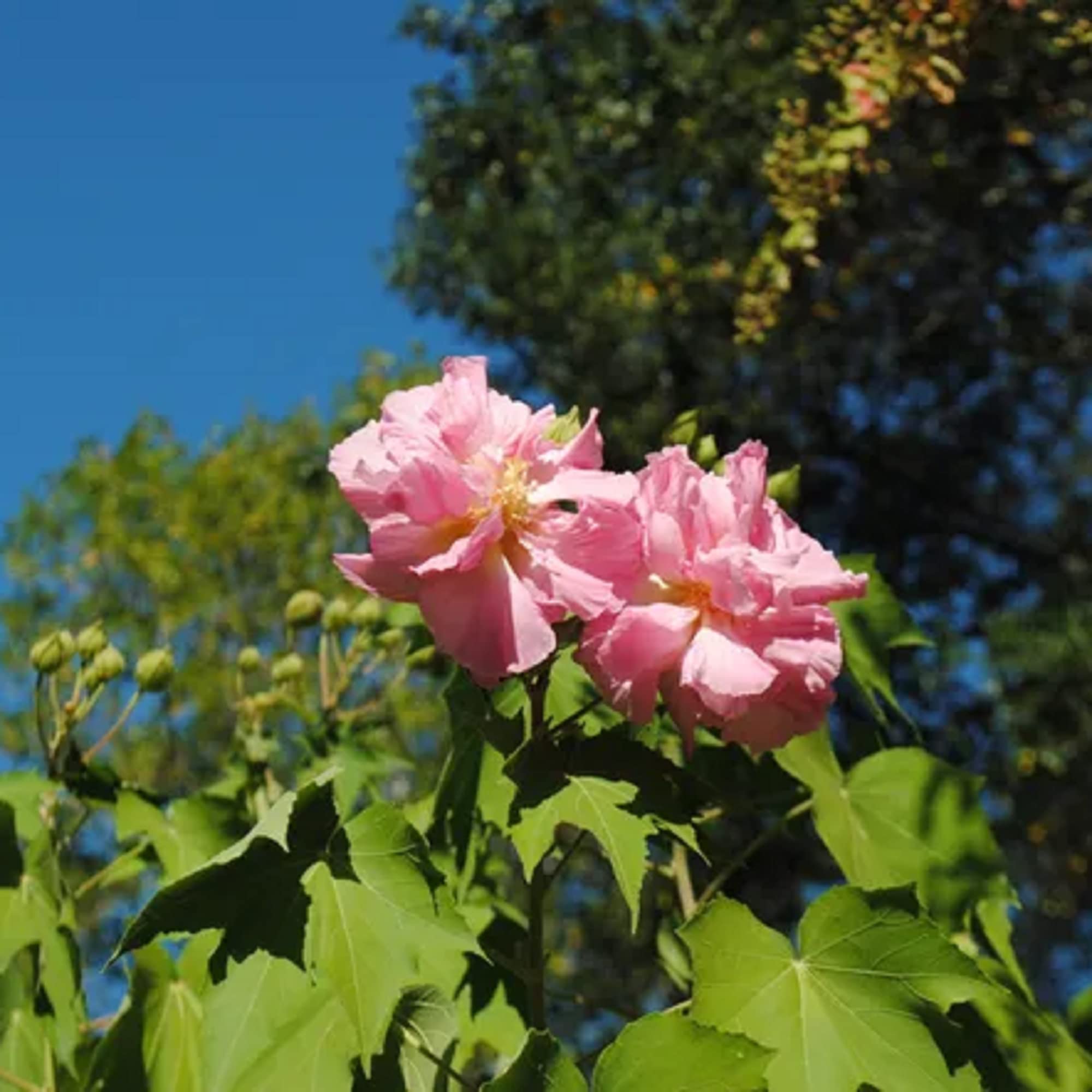 CHUXAY GARDEN Pink Confederate Rose Seed 25 Seeds Mutabilis Deciduous Shrub Lovely Pink Flowering Plant Wonderful Choice for Garden