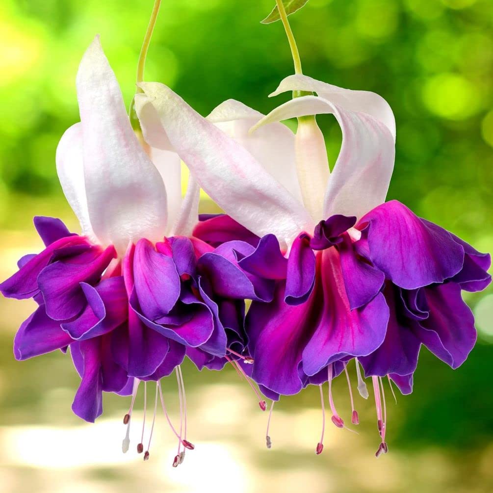Purple Pink Fuchsia Flower Seeds Perennial Home Plant - 100 Pcs