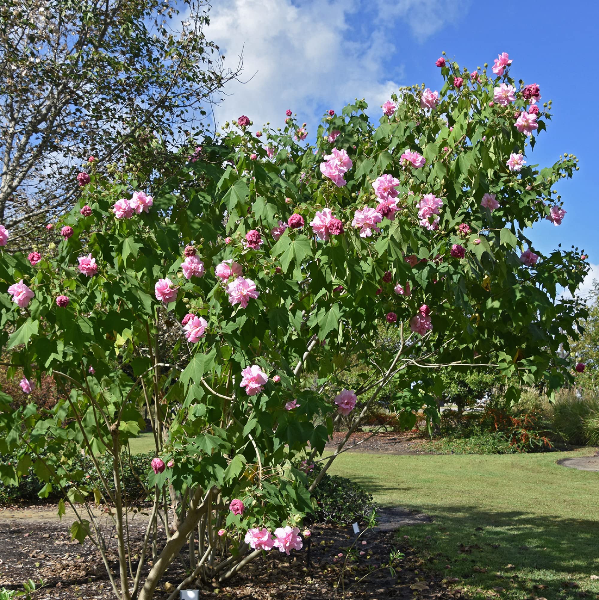 CHUXAY GARDEN Pink Confederate Rose Seed 25 Seeds Mutabilis Deciduous Shrub Lovely Pink Flowering Plant Wonderful Choice for Garden