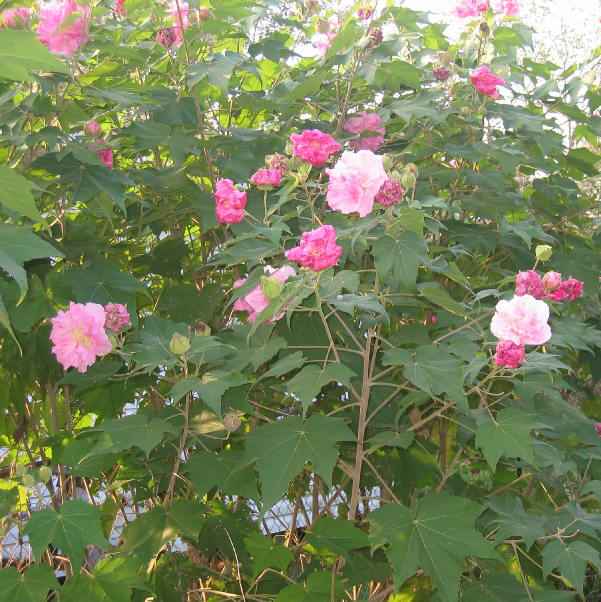 CHUXAY GARDEN Pink Confederate Rose Seed 25 Seeds Mutabilis Deciduous Shrub Lovely Pink Flowering Plant Wonderful Choice for Garden