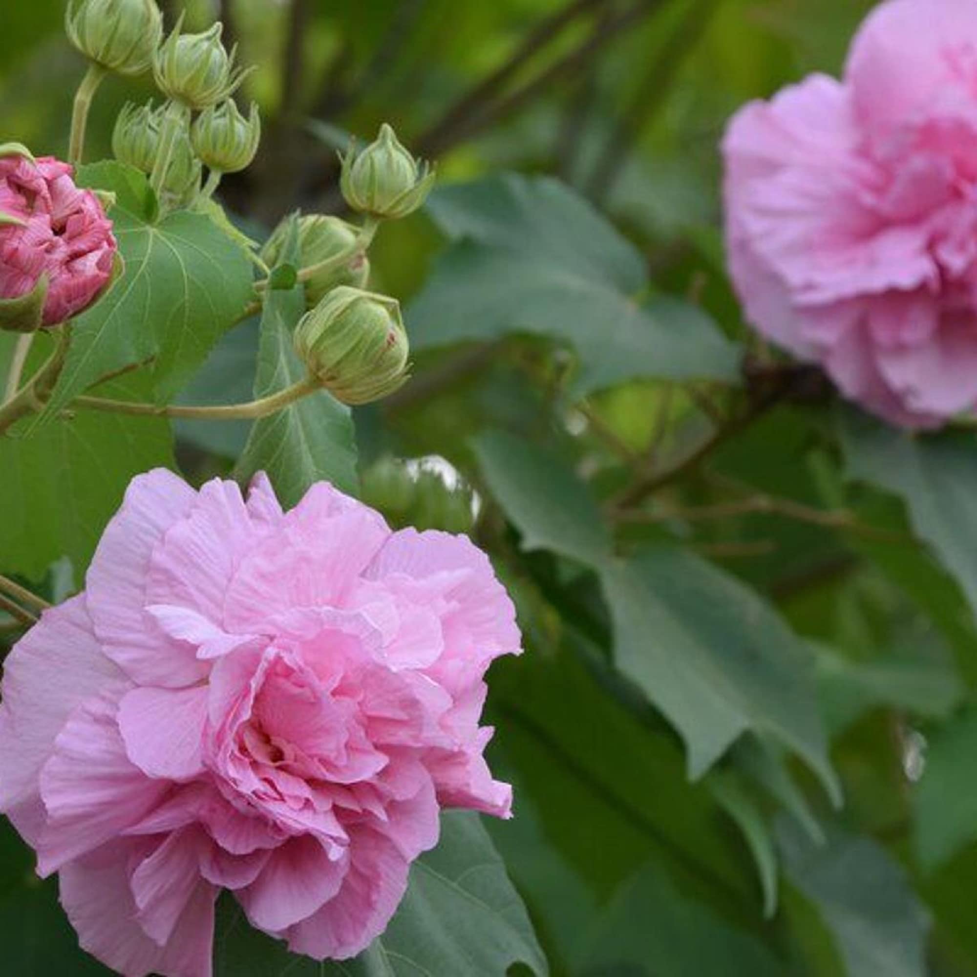 CHUXAY GARDEN Pink Confederate Rose Seed 25 Seeds Mutabilis Deciduous Shrub Lovely Pink Flowering Plant Wonderful Choice for Garden