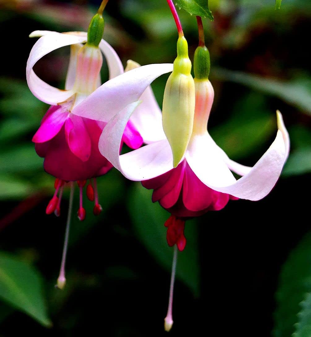 100 Pcs Purple Pink Fuchsia Flower Seeds Perennial Home Plant