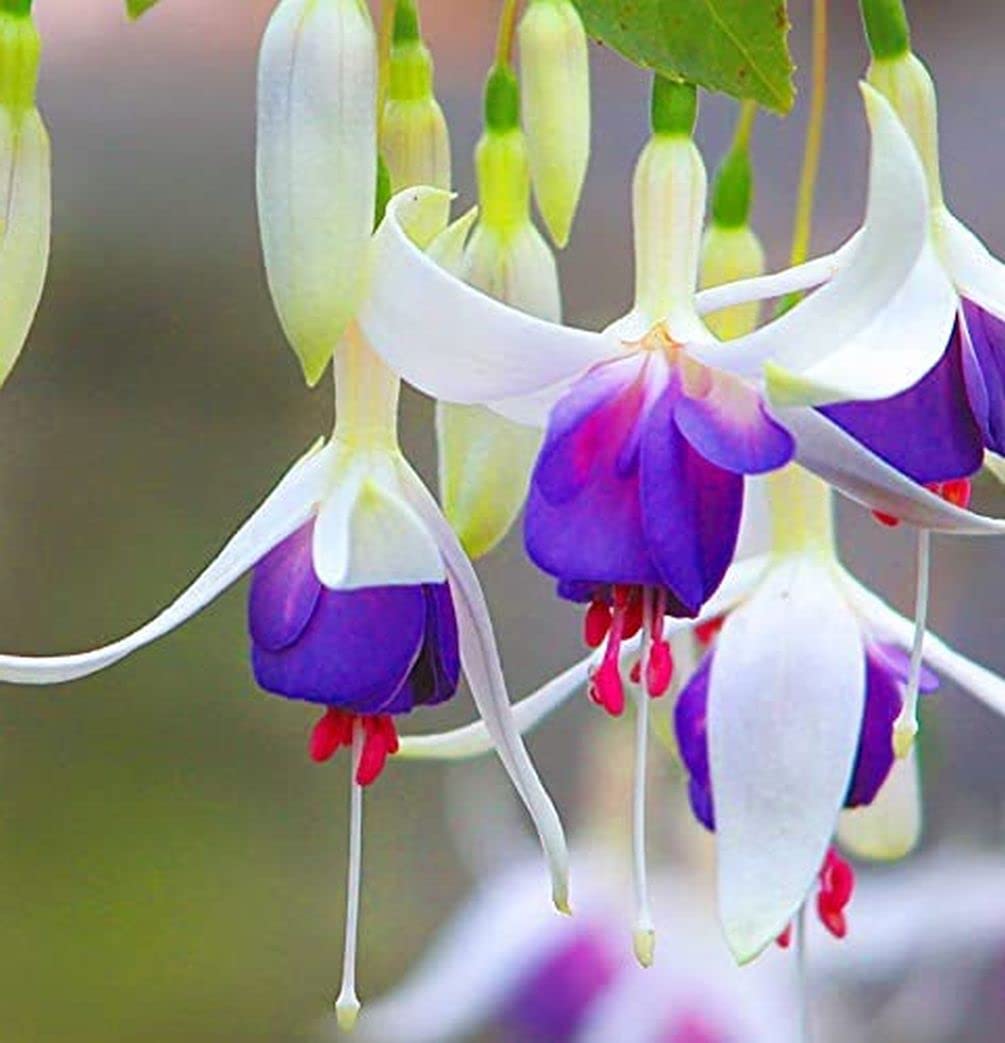 100 Pcs Purple Pink Fuchsia Flower Seeds Perennial Home Plant