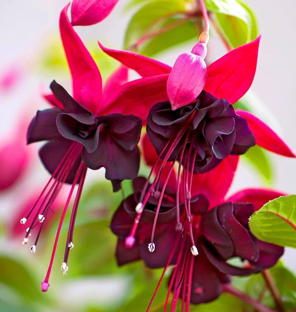 100 Pcs Purple Pink Fuchsia Flower Seeds Perennial Home Plant