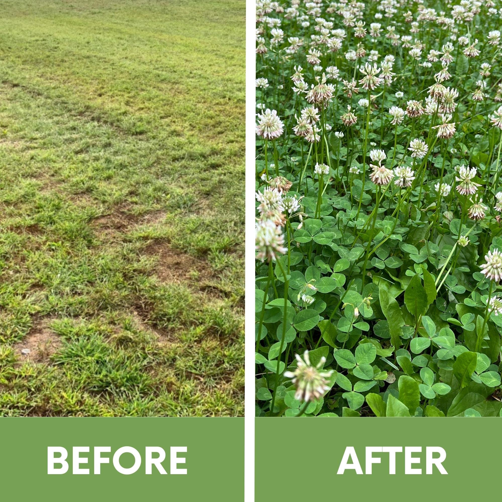 Flawn Seed Dutch White Clover Seed, Low Maintenance, Eco/Pollinator Friendly Flowering Lawn, Kid, Pet, Grass Alternative, Easy Open Compostable Pouch, Easy Spread Up to 500 SqFt
